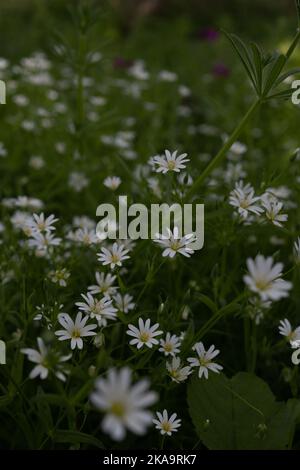 The garden full of white chickweeds Stock Photo - Alamy