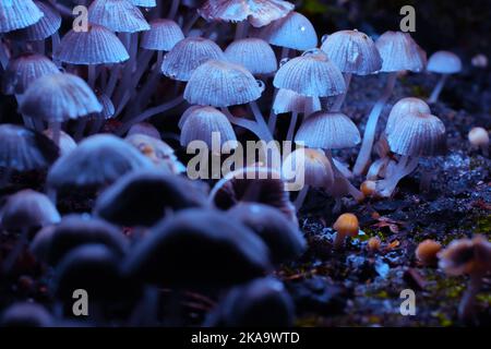 Small mushrooms toadstools. Psilocybin mushrooms under ultraviolet ...