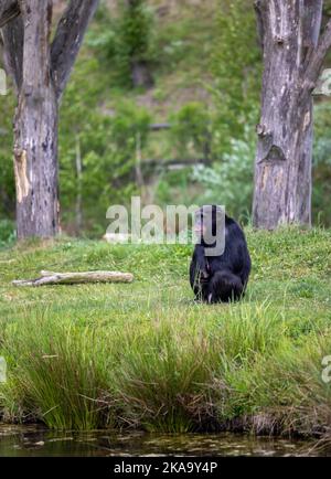 A view of a beautiful chimpanzee in a field on a sunny day Stock Photo ...