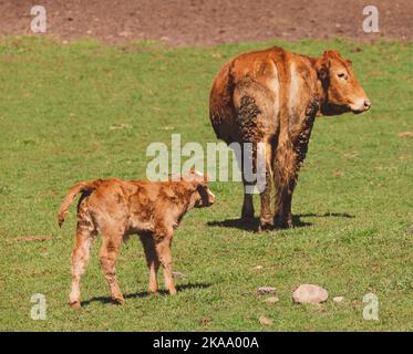 The Limousin breed cattles resting and grazing on the field Stock Photo ...