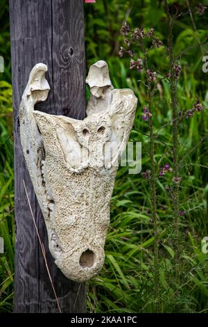 Scary dead crocodile head skull dried souvenir on metal table showing ...