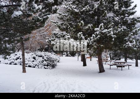 Benches under snow within pine trees in winter Stock Photo - Alamy