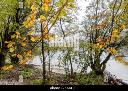 Tree reflection, Rainy day, Glacial Lake Bohinj, Triglav National Park ...