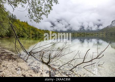 Tree reflection, Rainy day, Glacial Lake Bohinj, Triglav National Park ...