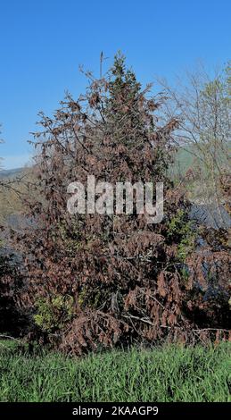 tree, trees, plant, Quarry Lakes regional park, park, East Bay Hills ...