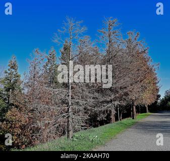 dry tree in Quarry Lakes Regional Recreation Area in Fremont ...