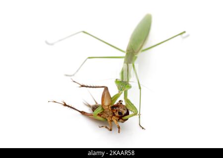 Praying mantis catching prey, a cricket. isolated on a white background ...