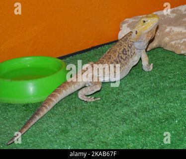 Bearded agama (Latin. Pogona vitticeps), or bearded lizard - a species ...