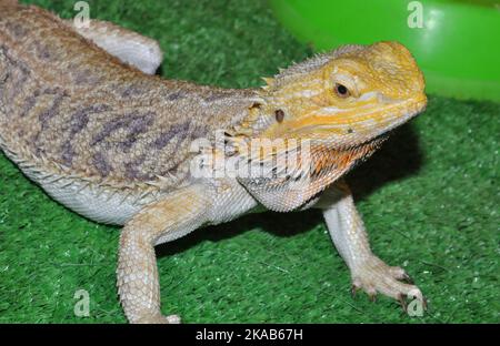 Bearded agama (Latin. Pogona vitticeps), or bearded lizard - a species ...