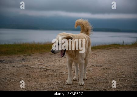 a huge Golden retriever stands on the shore of the Shaor reservoir ...