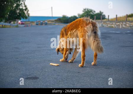 A beautiful red haired big dog is chasing the tail of another on a snow ...