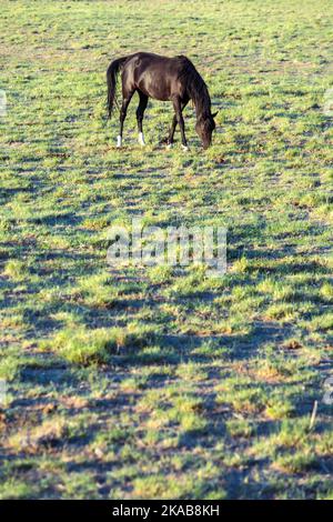 American Quarter Horse. Black stallion mating with a chestnut mare on a ...