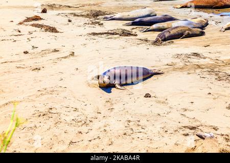 crawling young male Sea lions at the sandy beach Stock Photo - Alamy