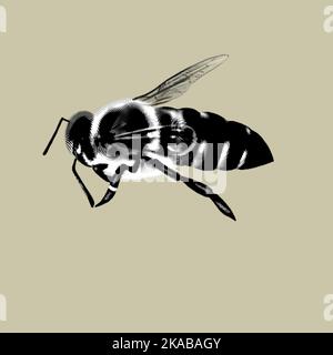 graphic engraving. Graphic bee. Realistic ink bee. honey bee Stock ...