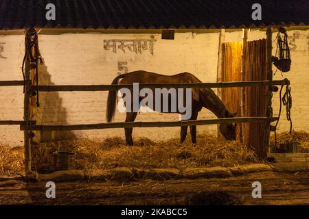 horses in the stable by night Stock Photo - Alamy