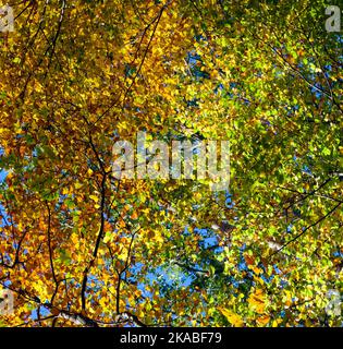 crown of oak tree in indian summer colors Stock Photo - Alamy