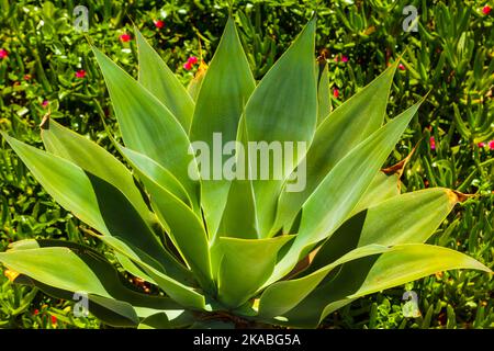 green agave plant in beautiful light Stock Photo - Alamy
