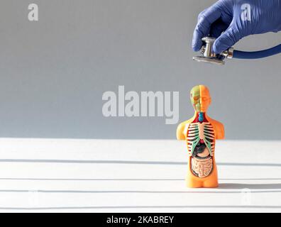 Doctor hand listening to skinless human body 3d model with circulatory ...