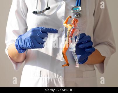 Human body 3d model without skin with muscular and circulatory systems ...