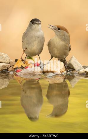male and female of Common whitethroat at a water point within a ...
