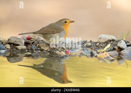 European robin drinking at a natural water point within a Mediterranean ...
