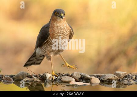 Adult male of Eurasian sparrow hawk at a natural water point within a ...