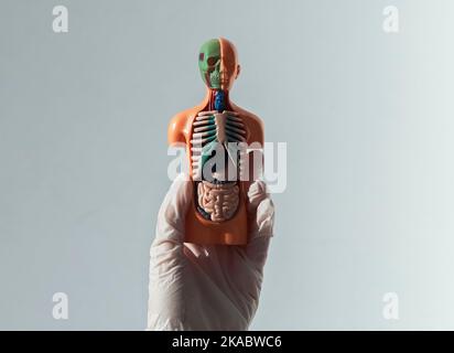 Hands in gloves holding skinless human body 3d model with circulatory ...