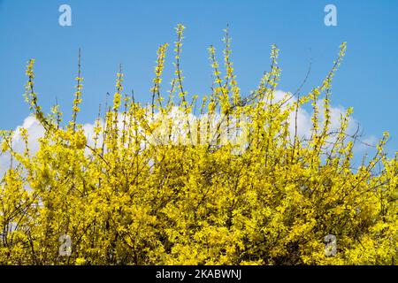 Yellow flowers of Forsythia bush in full bloom on the bank of ...