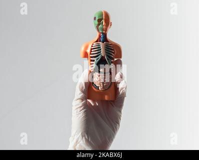 Skinless human body model with inner organs in hand in glove Stock ...