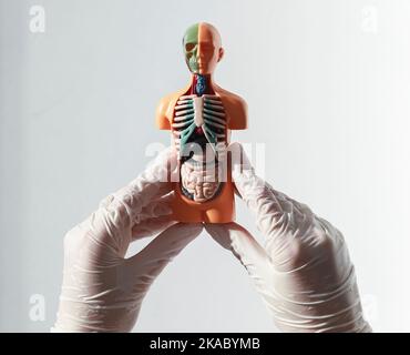 Hands holding skinless human body 3d model with blood circulatory and ...