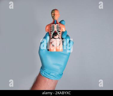 Skinless human body model with inner organs in hand in glove Stock ...