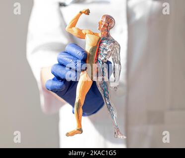 Hands holding skinless human body 3d model with blood circulatory and ...