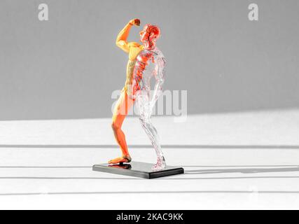 Human body 3d model without skin with muscular and circulatory systems ...