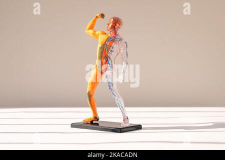 Human body 3d model without skin with muscular and circulatory systems ...