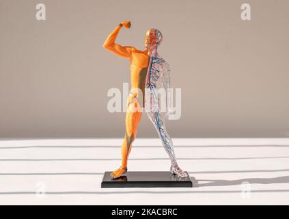 Human body 3d model without skin with muscular and circulatory systems ...