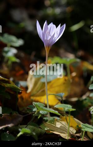 Crocus pulchellus, Iridaceae. A wild plant shot in the fall Stock Photo ...