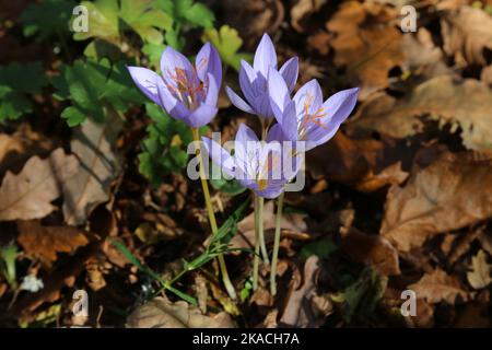 Crocus pulchellus, Iridaceae. A wild plant shot in the fall Stock Photo ...