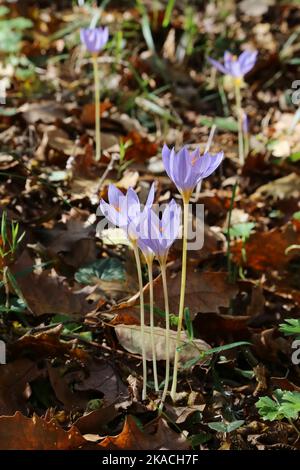 Crocus pulchellus, Iridaceae. A wild plant shot in the fall Stock Photo ...