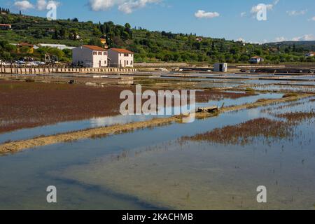 Strunjan protected marine park on the coast of Slovenia in the Gulf of ...