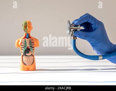 Skinless human body model with inner organs in hand in glove Stock ...