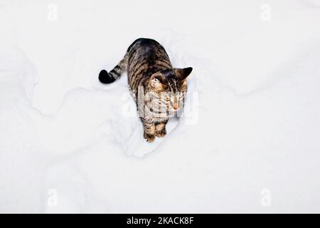 cute cat strollingh through snow in winter Stock Photo - Alamy