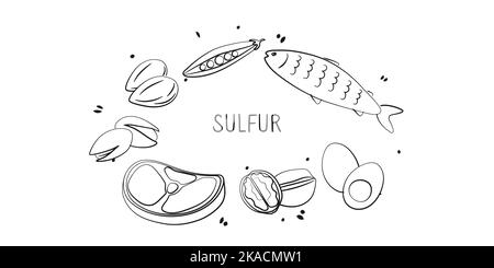 Sulfur-containing food. Groups of healthy products containing vitamins ...
