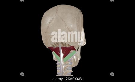 Suboccipital Muscles-Colored Obliquus Capitis Superior Stock Photo - Alamy