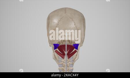Suboccipital Muscles-Colored Obliquus Capitis Inferior Stock Photo - Alamy
