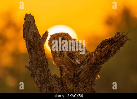 An owl in the sunlight. UAE: THESE STUNNING images capture the birds of ...