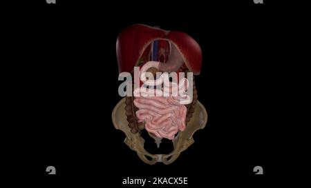 Pancreas 3D rendering illustration anterior or front view close-up ...