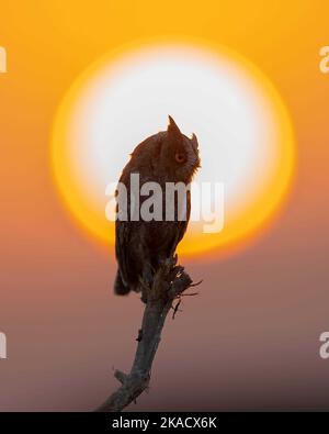 An owl in the sunlight. UAE: THESE STUNNING images capture the birds of ...