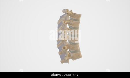 medical accurate illustration of the inguinal ligament Stock Photo - Alamy