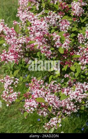 Syringa microphylla Superba flower Syringa pubescens Spring, Lilac ...