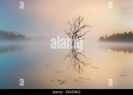 A lone tree in Wyaralong Dam, Queensland, Australia at sunrise Stock ...